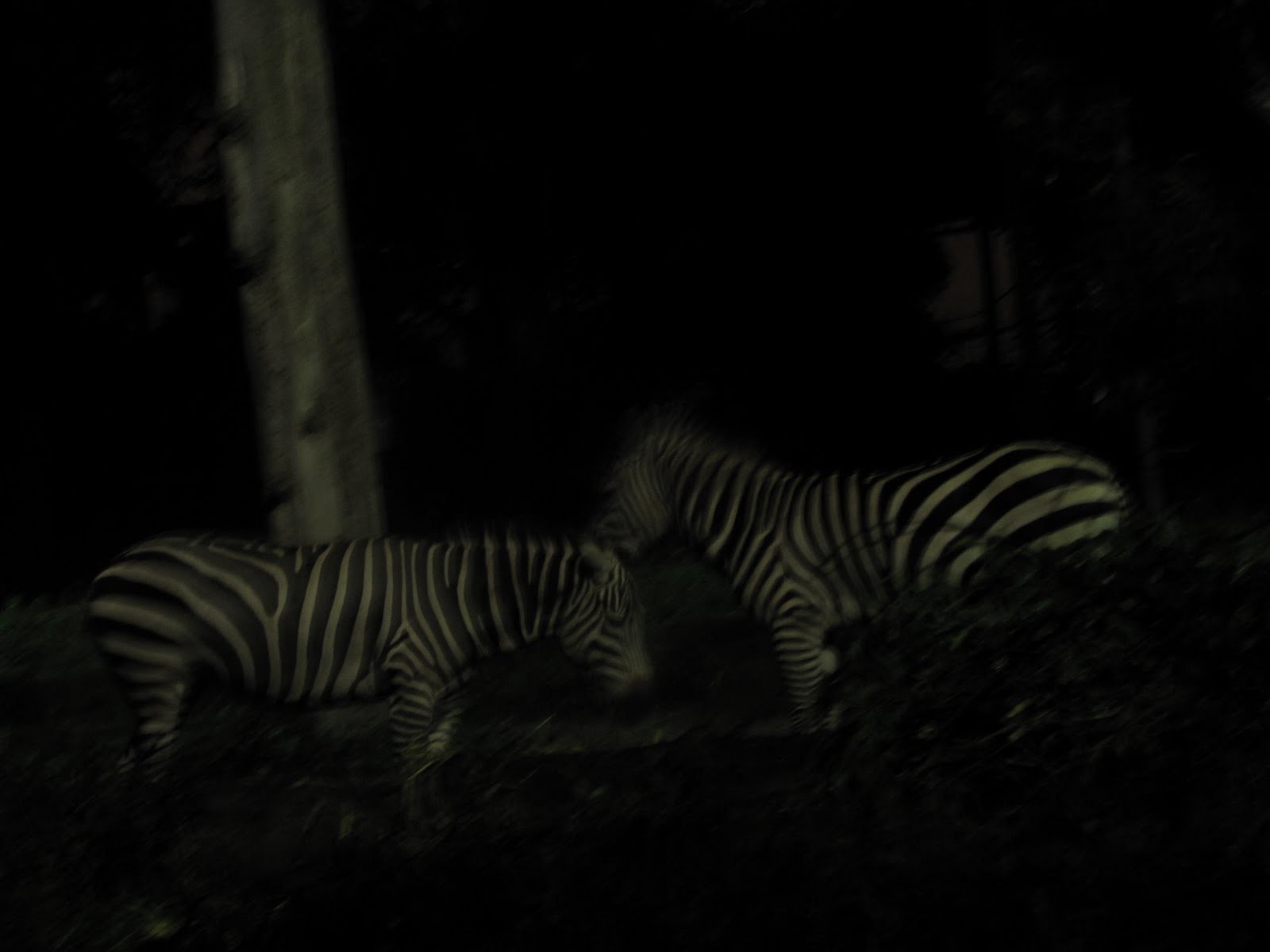 one.year.trip: The Night Zoo