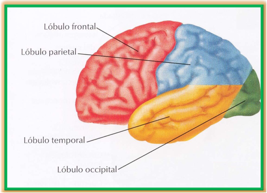 AREAS CORTICALES EN EL LOBULO PARIETAL
