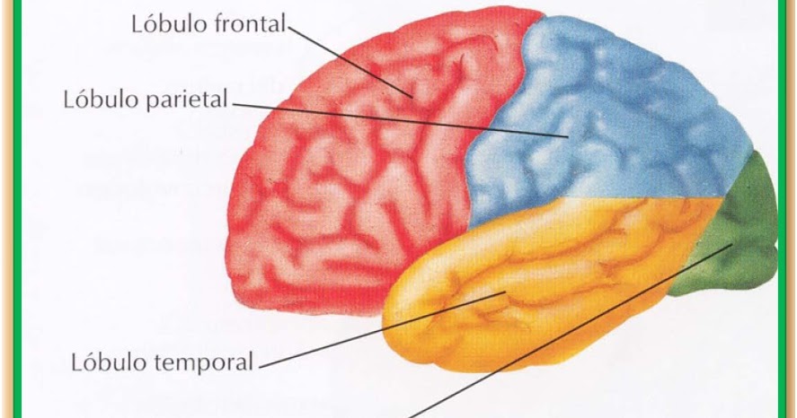 AREAS CORTICALES EN EL LOBULO PARIETAL: LOBULO PARIETAL