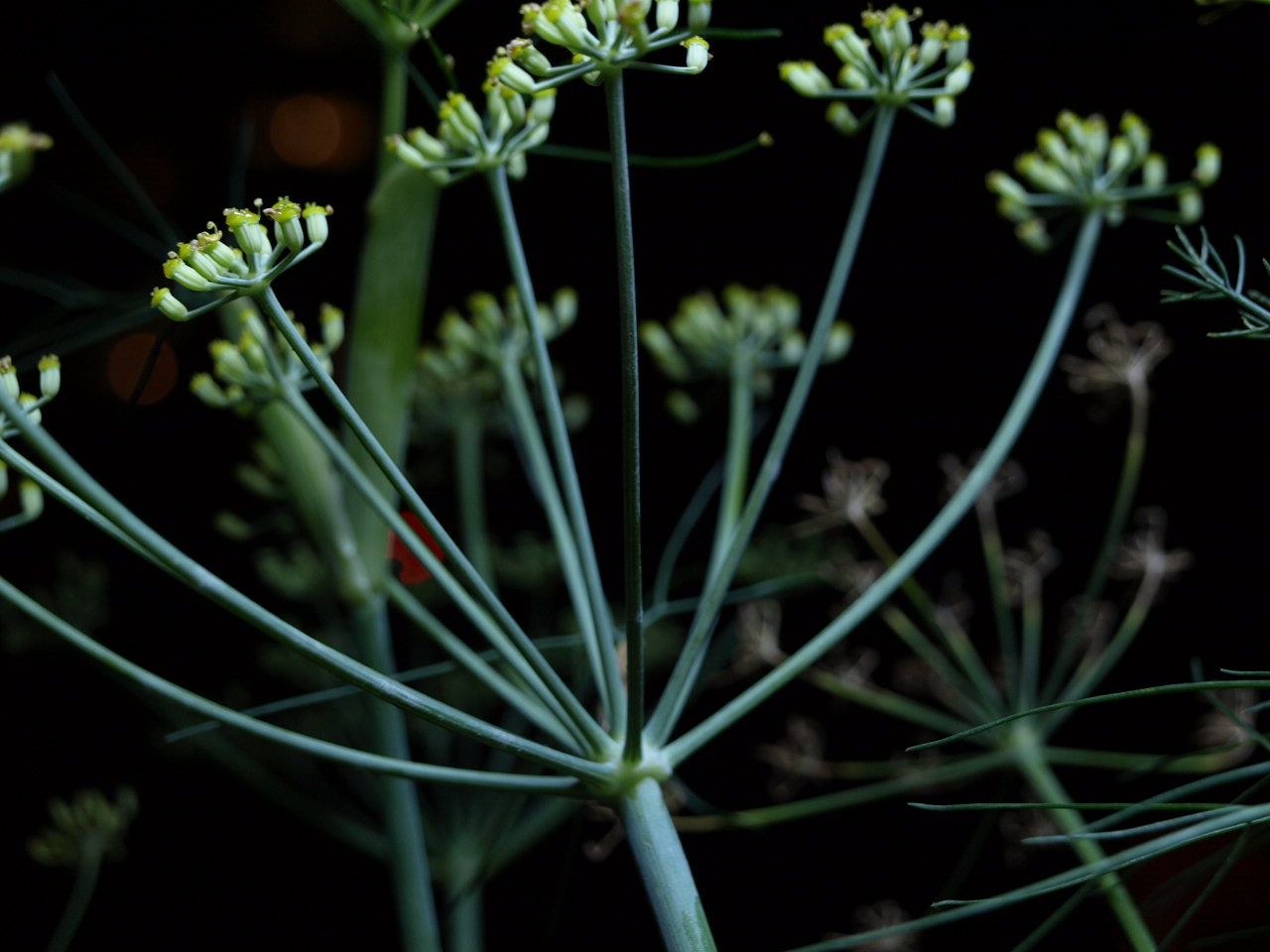 Menu à trois: Erva doce e suas mil e uma utilidades...