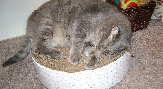 Cómo hacer un rascador de cartón circular para tu gato