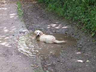 my puppies diary: Half Puppy/Half Fish!