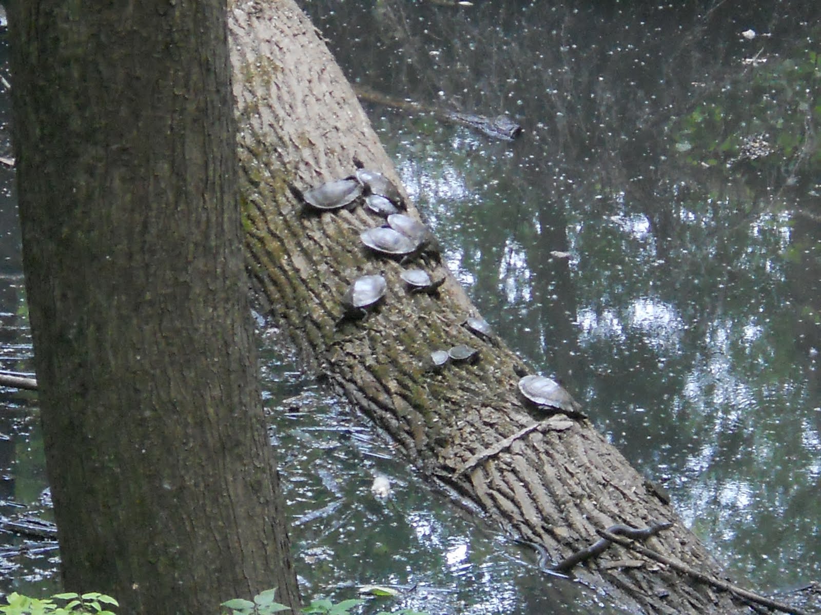 FARK.com: (8529608) Today's big ass python is brought to you by Collier ...