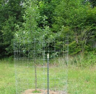 Food Storage In Vernonia: Cheap and Cheezy Deer Cage Update