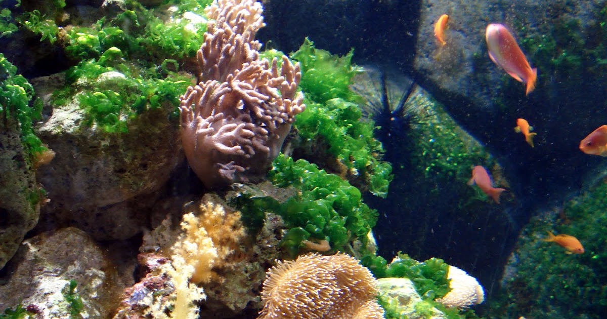 Flora y Fauna Marina: FAUNA Y FLORA MARINA