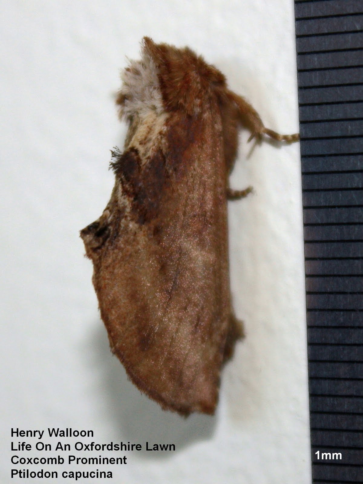 Life On An Oxfordshire Lawn: Two Prominent Moths