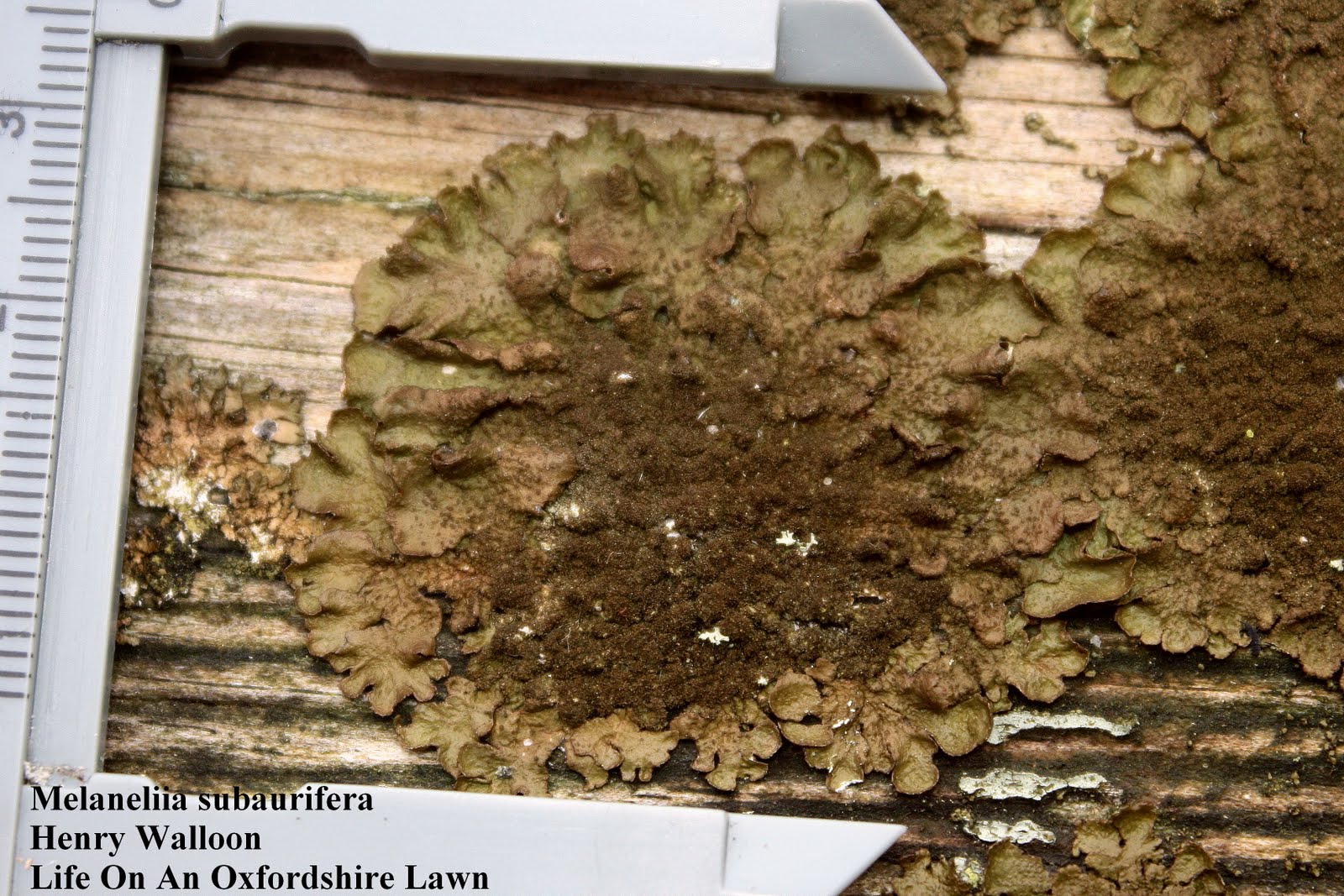 Life On An Oxfordshire Lawn: A lichen Malanelia subaurifera
