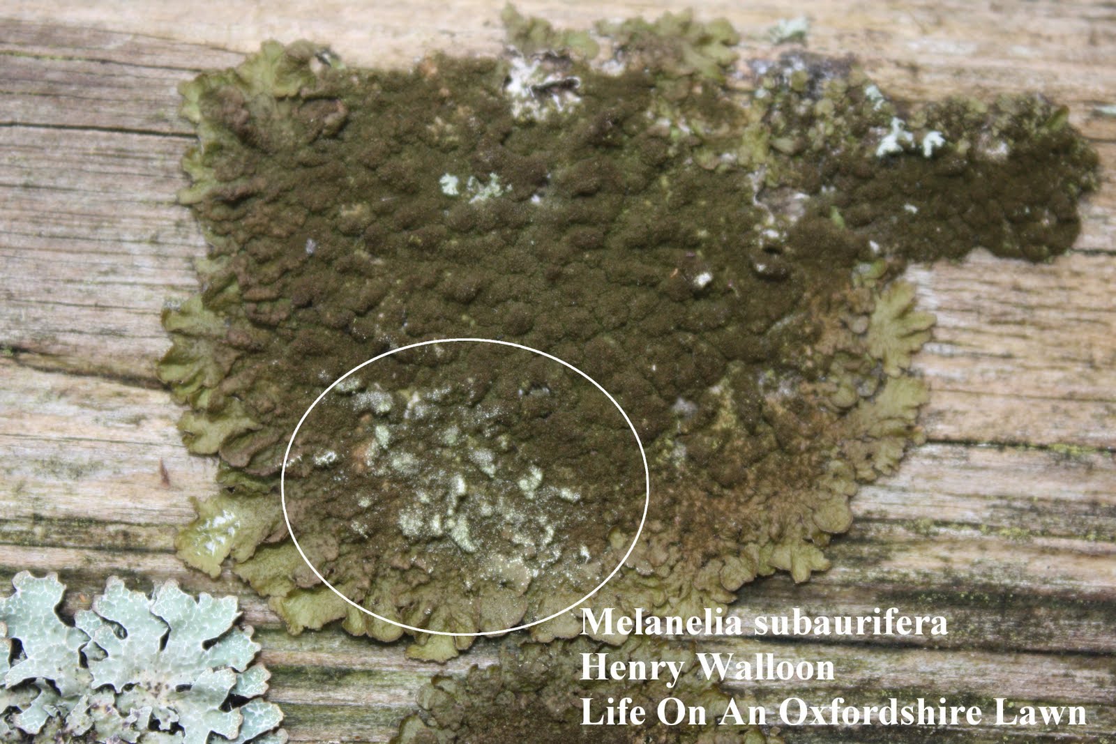 Life On An Oxfordshire Lawn: A lichen Malanelia subaurifera