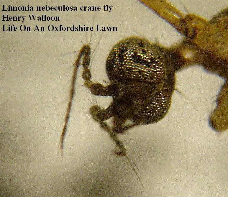 Life On An Oxfordshire Lawn: A crane fly Limonia nebeculosa