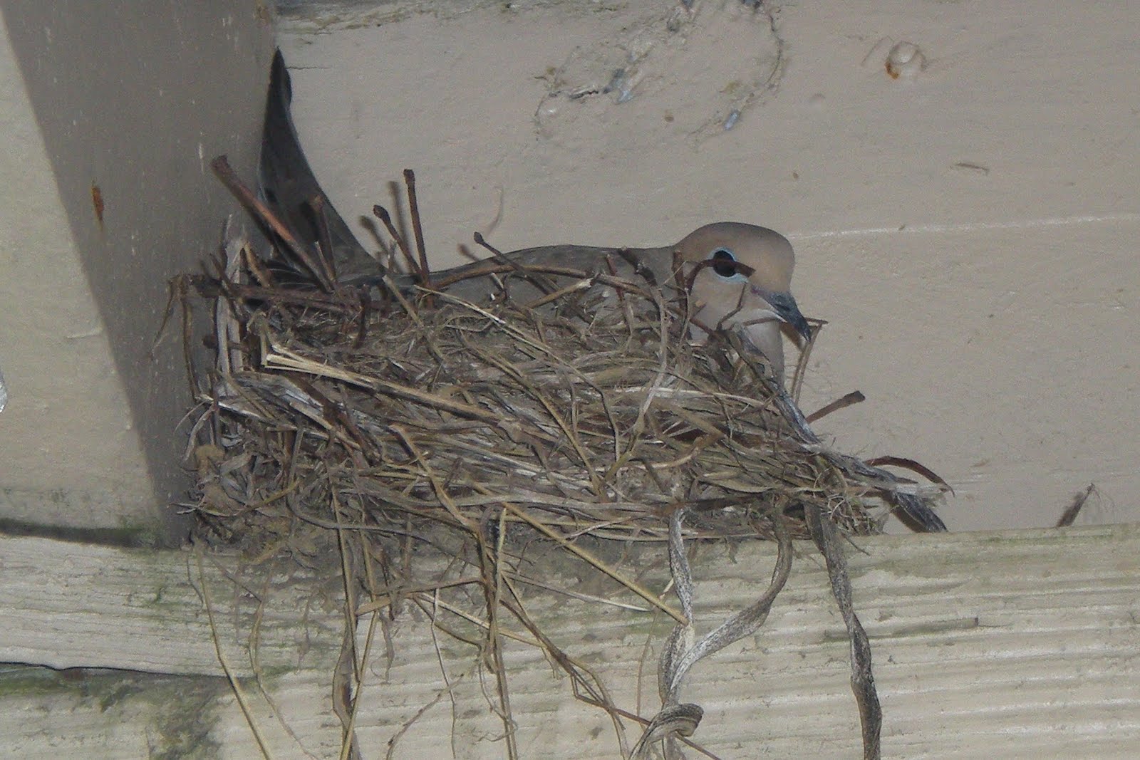 Journey Wisdom: The Lessons of the Dove