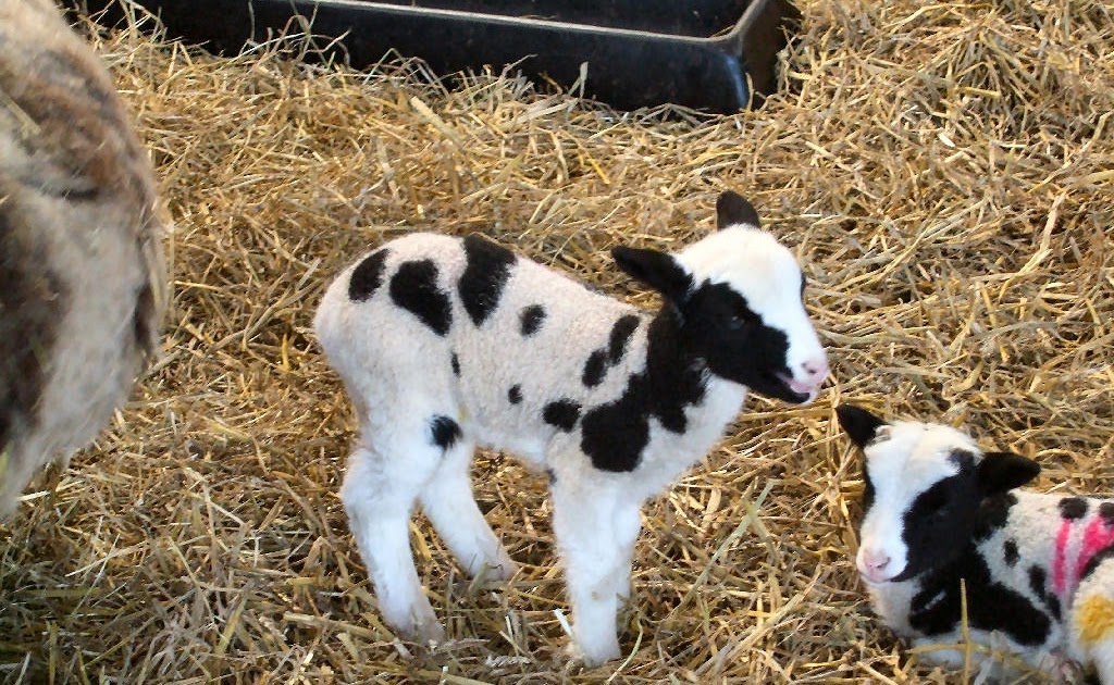 Photographs Of Newcastle: Bill Quay Community Farm