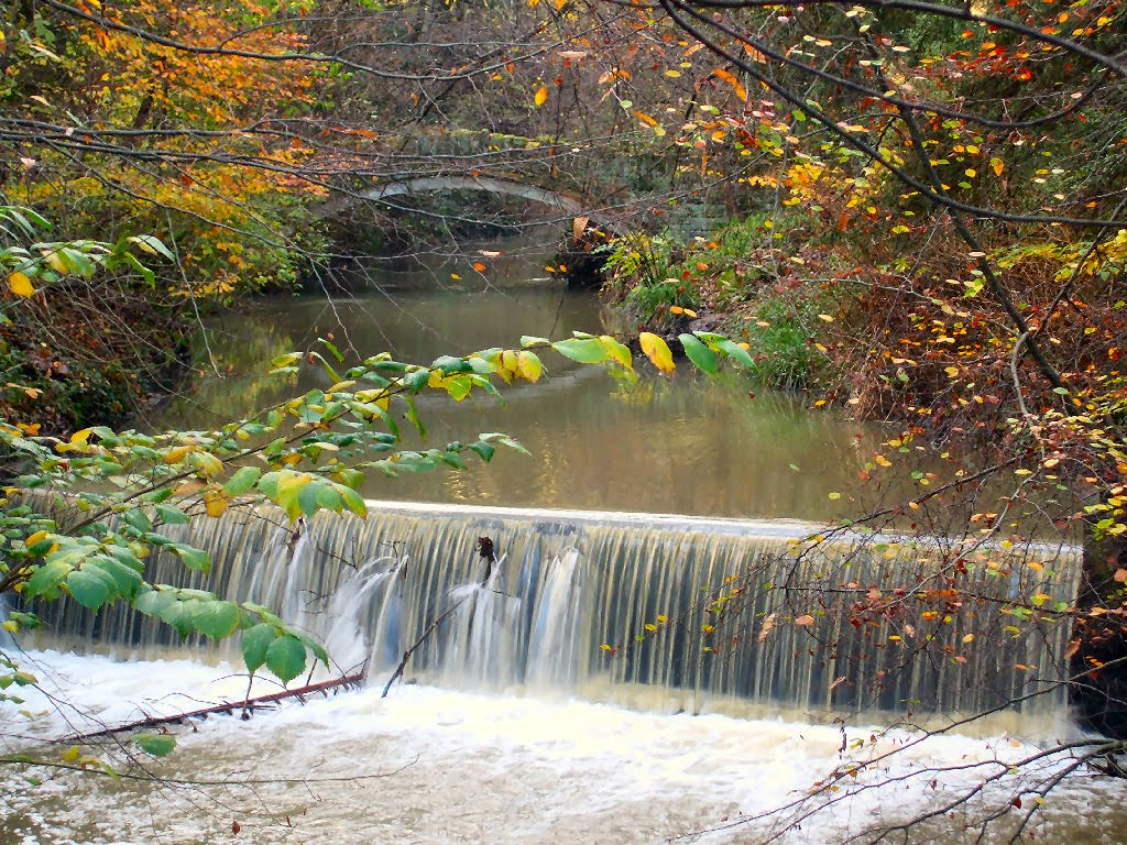 Photographs Of Newcastle: Jesmond Dene