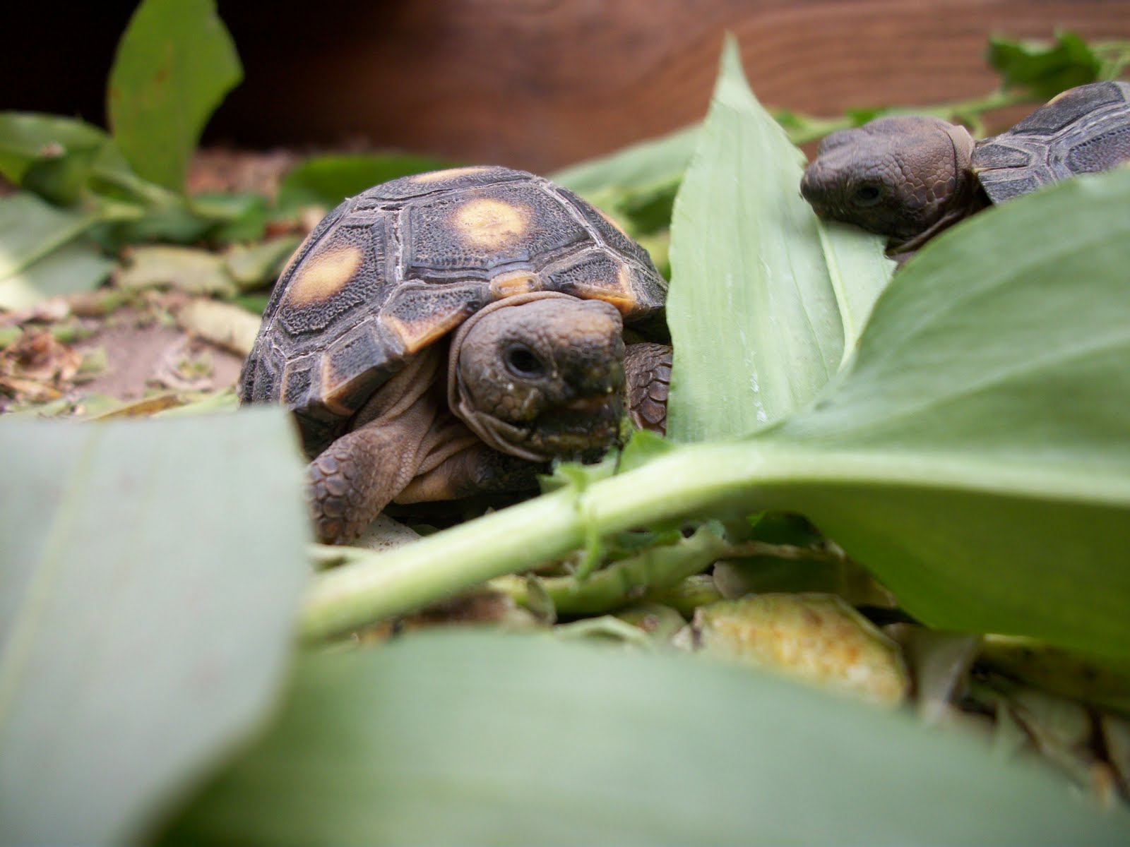 CRIADOR DE LA TORTUGA DE TIERRA,GOPEHRUS BERLANDIERI: 04/30/10