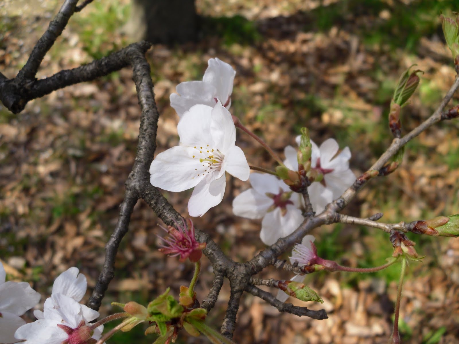 Memories of Japan: Sumie Trees and Algorithm dancing.