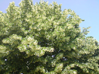 Poze din mers: Tei inflorit