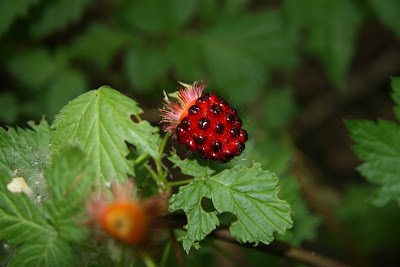 Grammie Hot line: Black Cap raspberries