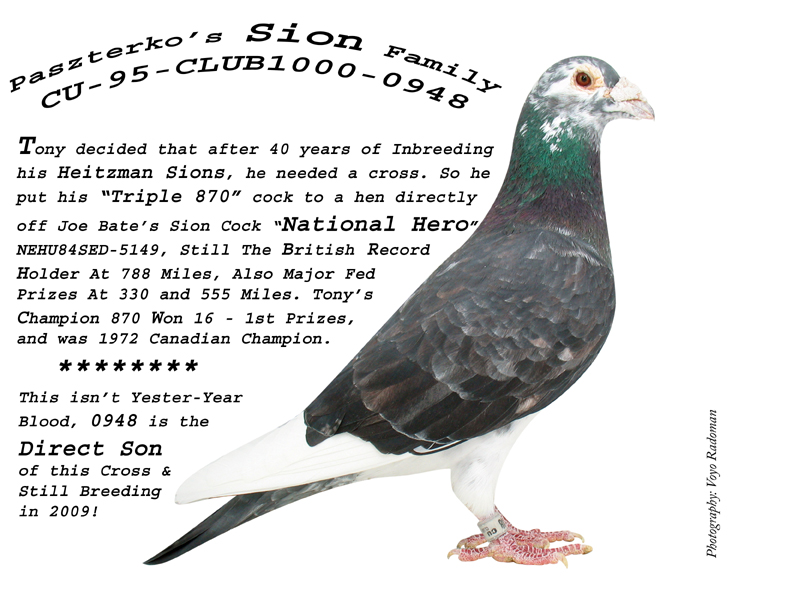TCC Loft: Will Offer SION on Choice Pigeon