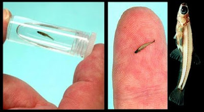 ellergy: SOME OF THE WORLD’S SMALLEST CREATURES