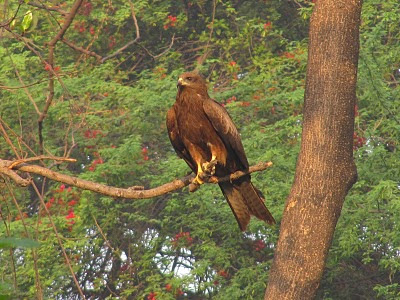 WanderLust: Delhi - Birds