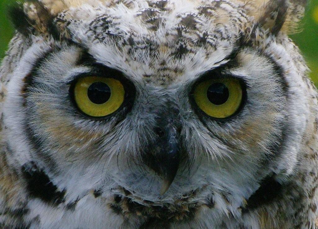 BLOGANIMALIER: Rapaces nocturnes: les hiboux.