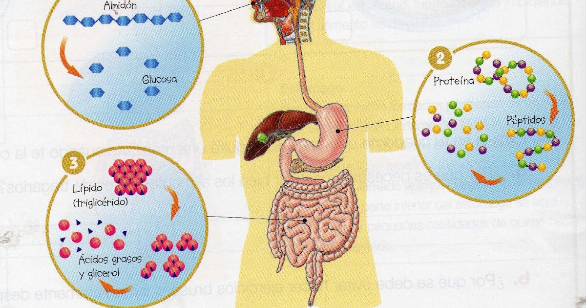 Estudio de la Naturaleza 7º Año: Enzimas digestivas