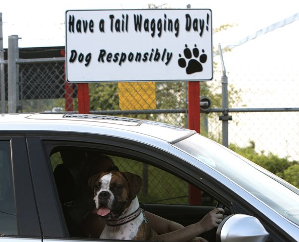 The Doglando Blog Orlando Dog Grooming Orlando Dog Training Dog the-doglando-blog-orlando-dog-grooming-orlando-dog-training-dog