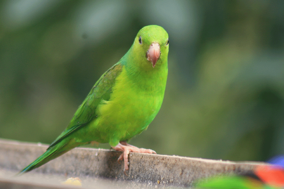 Belas Aves Brasileiras: Serra Paranapiacaba - Paraná