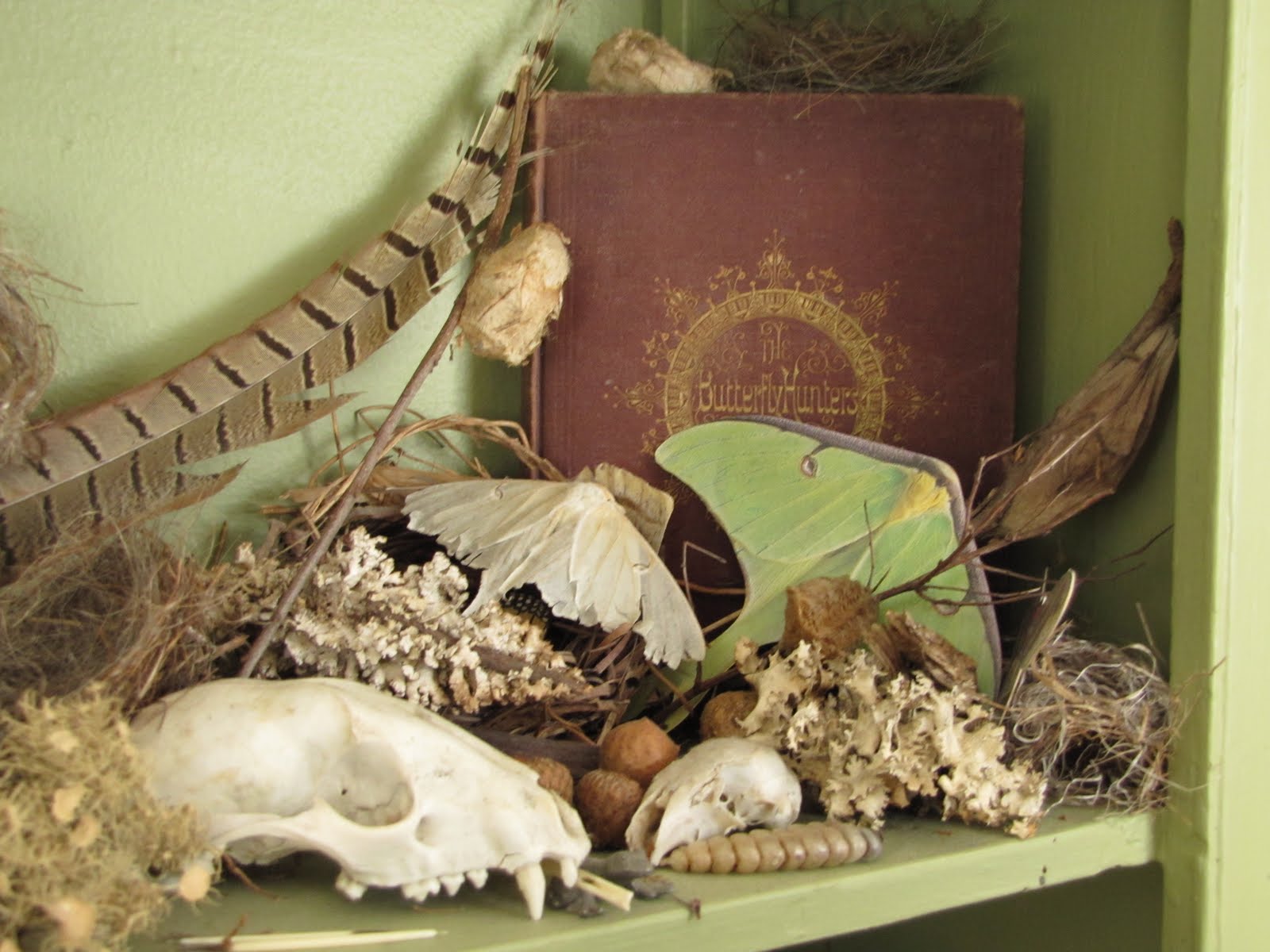 The Backyard Explorer: Nature Shelves