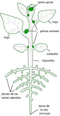 anatomia.vegetal: Meristemos