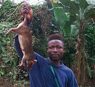 Decky'Deckman: Spesies Tikus Raksasa Ditemukan Di Papua