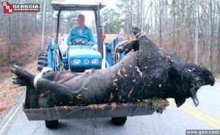 Shooting The Messenger: Georgia's 1100 Pound Hog Might Be A World's Record