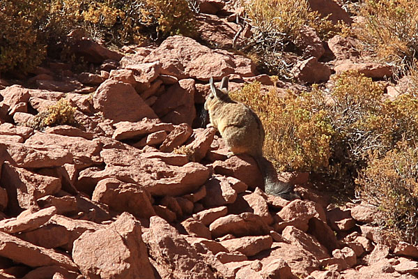 In search of the Emperor Penguin & so much more...: San Pedro de ...