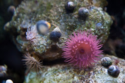 Keeping British Marine Life