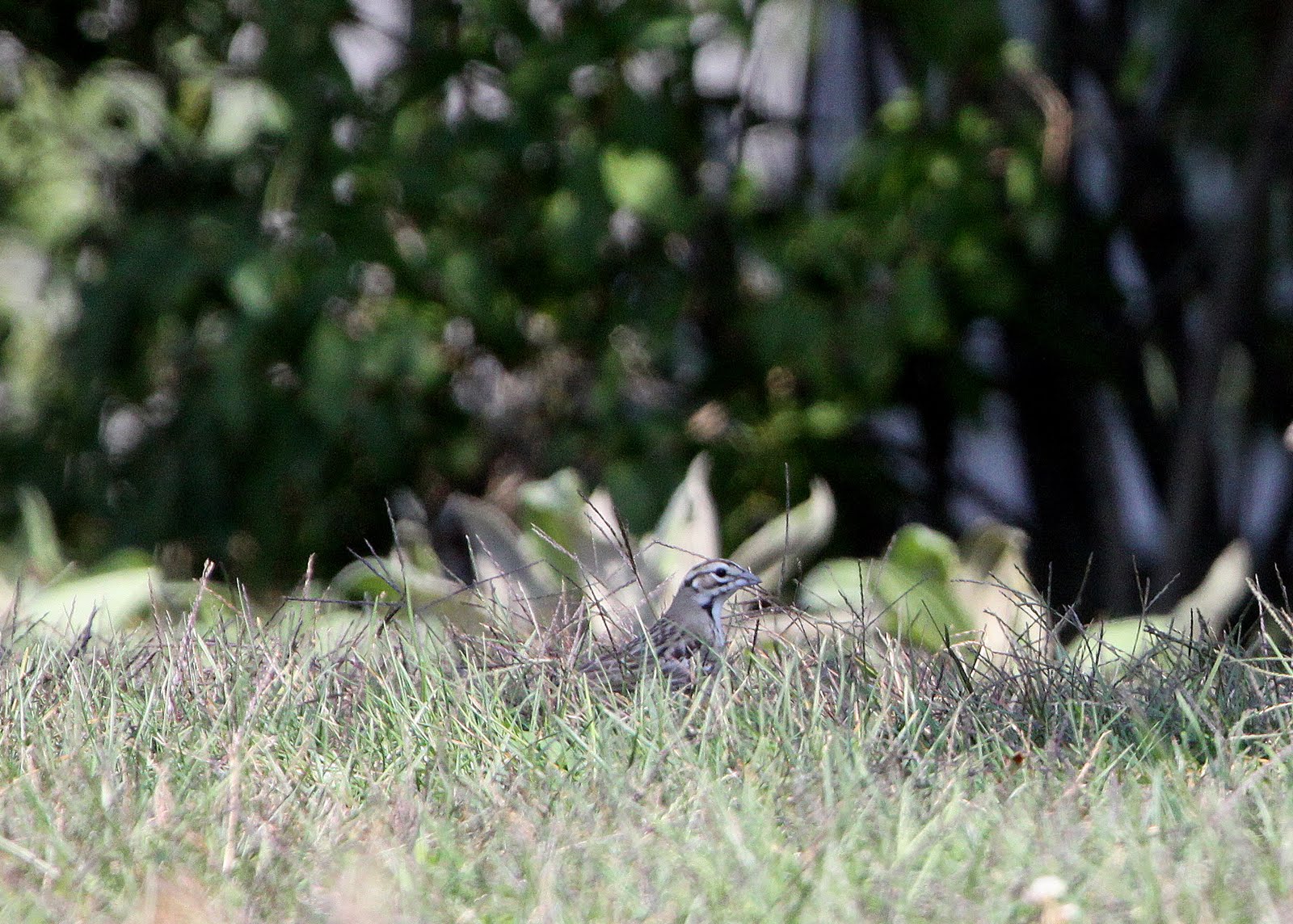 Looking Out from Central Massachusetts: Fabulous Cape Cod Class Trip - 9/25