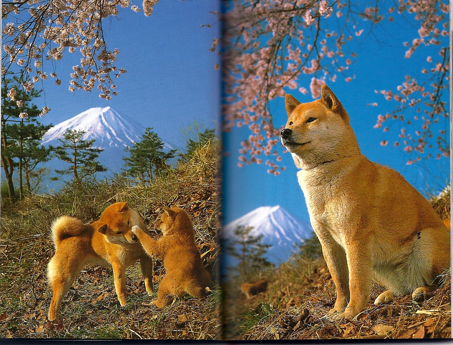 Demon Dog: a Shiba Inu's blog: Shibas are Fearsome Hunters