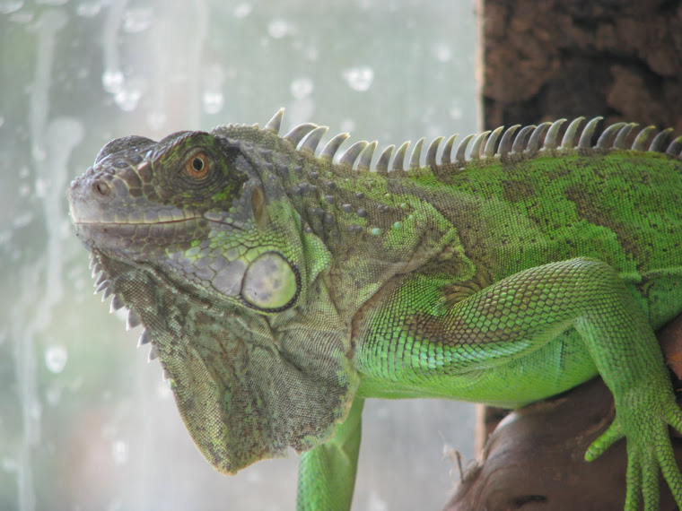Iguana: Marie Rose Mociornita ii cere lui Turcescu un post in TVR
