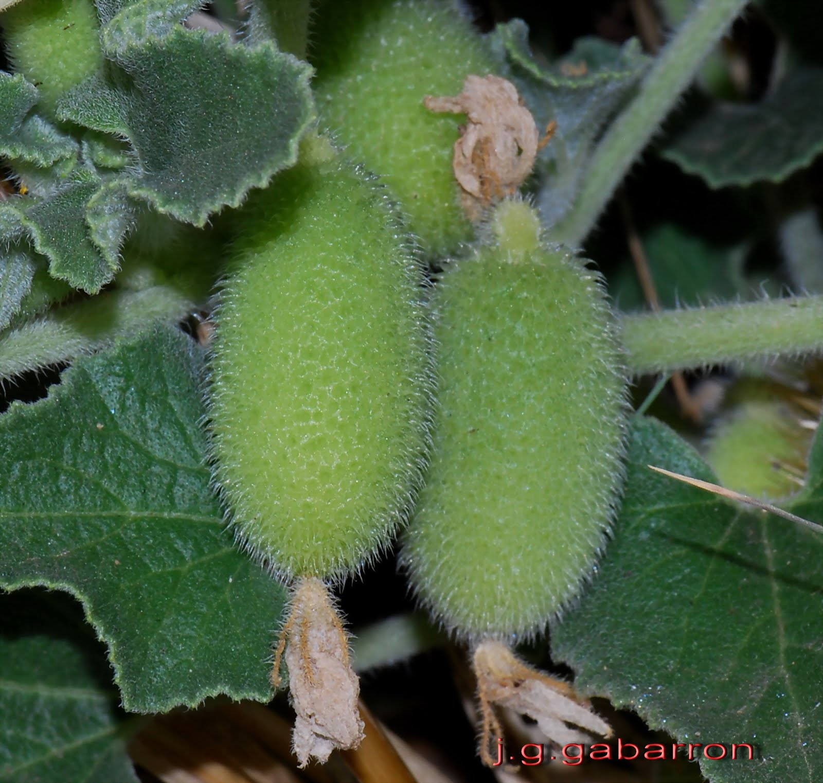 Naturaleza Viva: Ecballium elaterium (L.) A. Rich. Fam: Cucurbitaceae