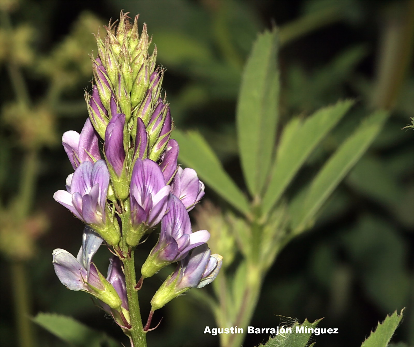 Naturaleza Viva: Medicago sativa L. Fam: Fabaceae