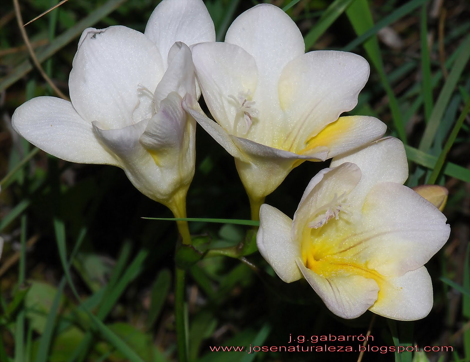 Naturaleza Viva: Freesia refracta (Jacq.) Klatt Fam: Iridaceae