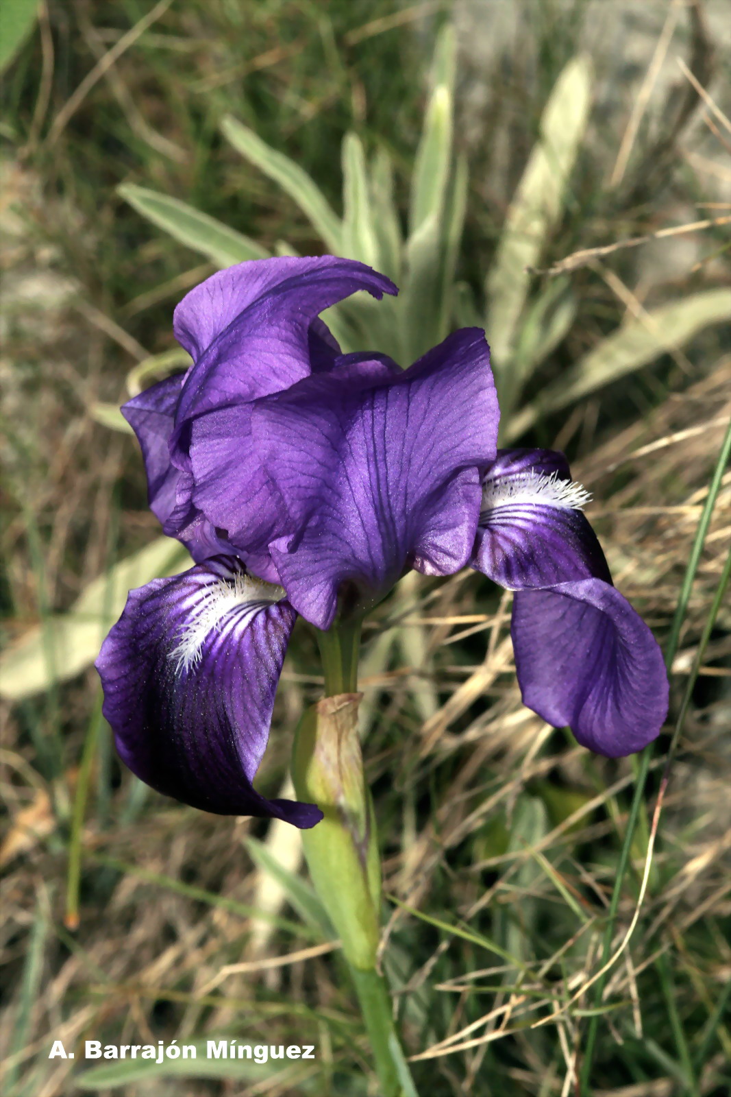 Naturaleza Viva: Iris subbiflora Brot. Fam: Iridaceae