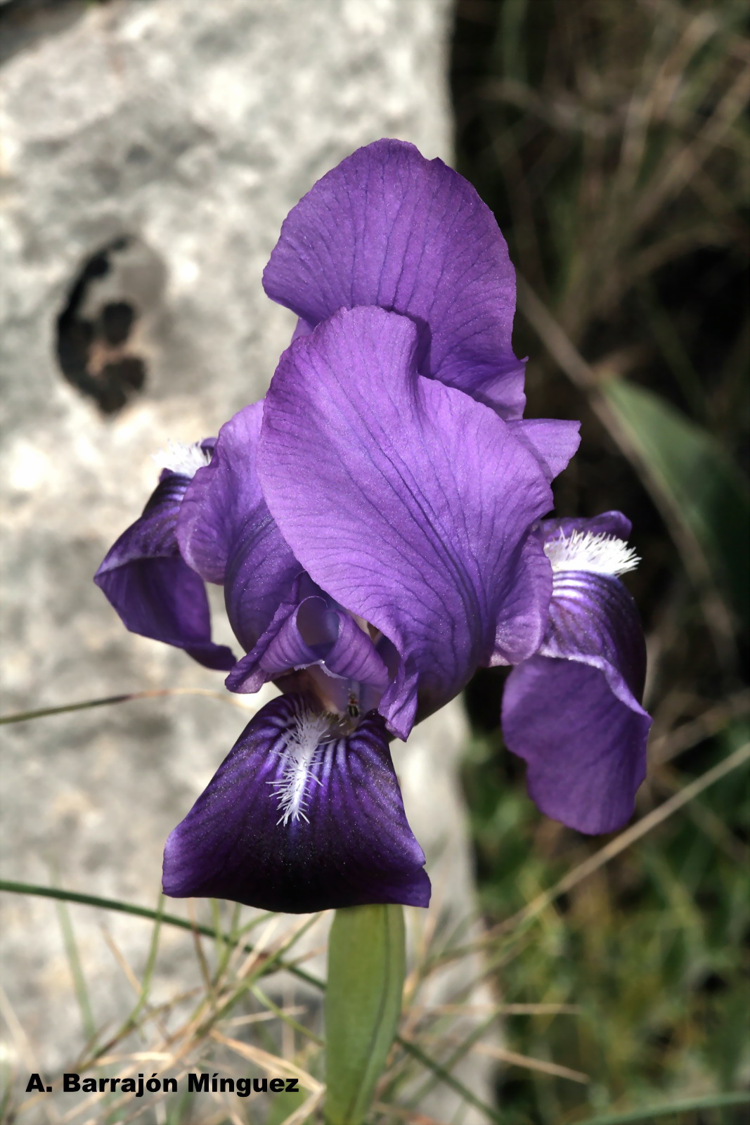 Naturaleza Viva: Iris subbiflora Brot. Fam: Iridaceae