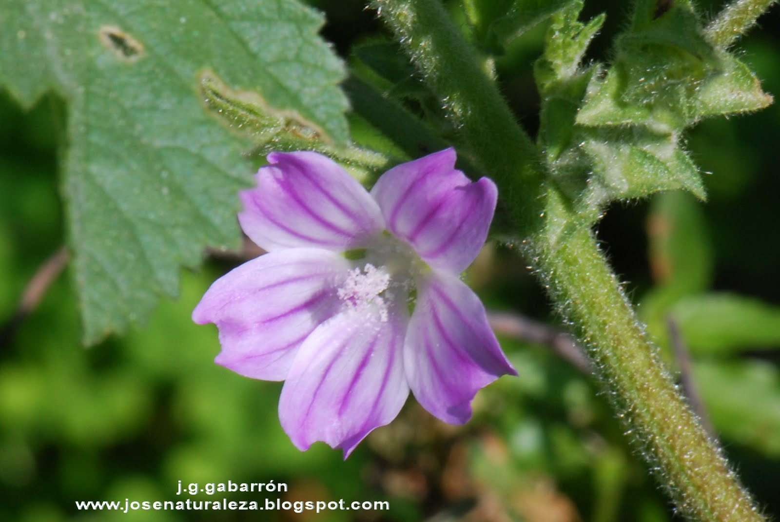 Naturaleza Viva: Malva sylvestris L. Fam: Malvaceae