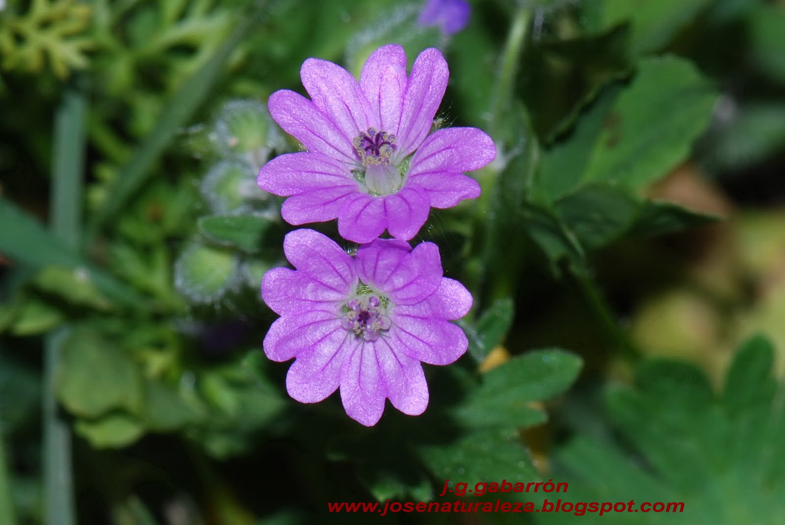 Naturaleza Viva: Geranium molle L. Fam: Geraniaceae