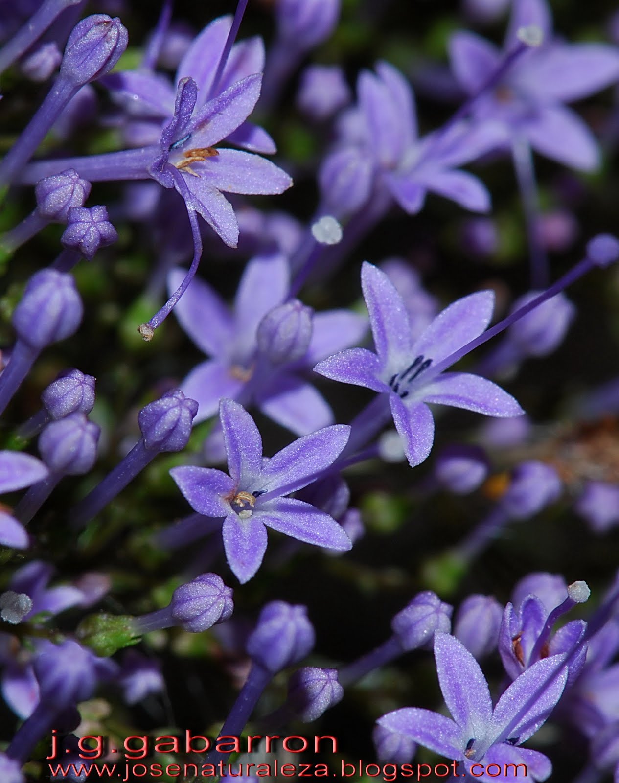 Naturaleza Viva: Trachelium caeruleum L. subsp. caeruleum Fam ...