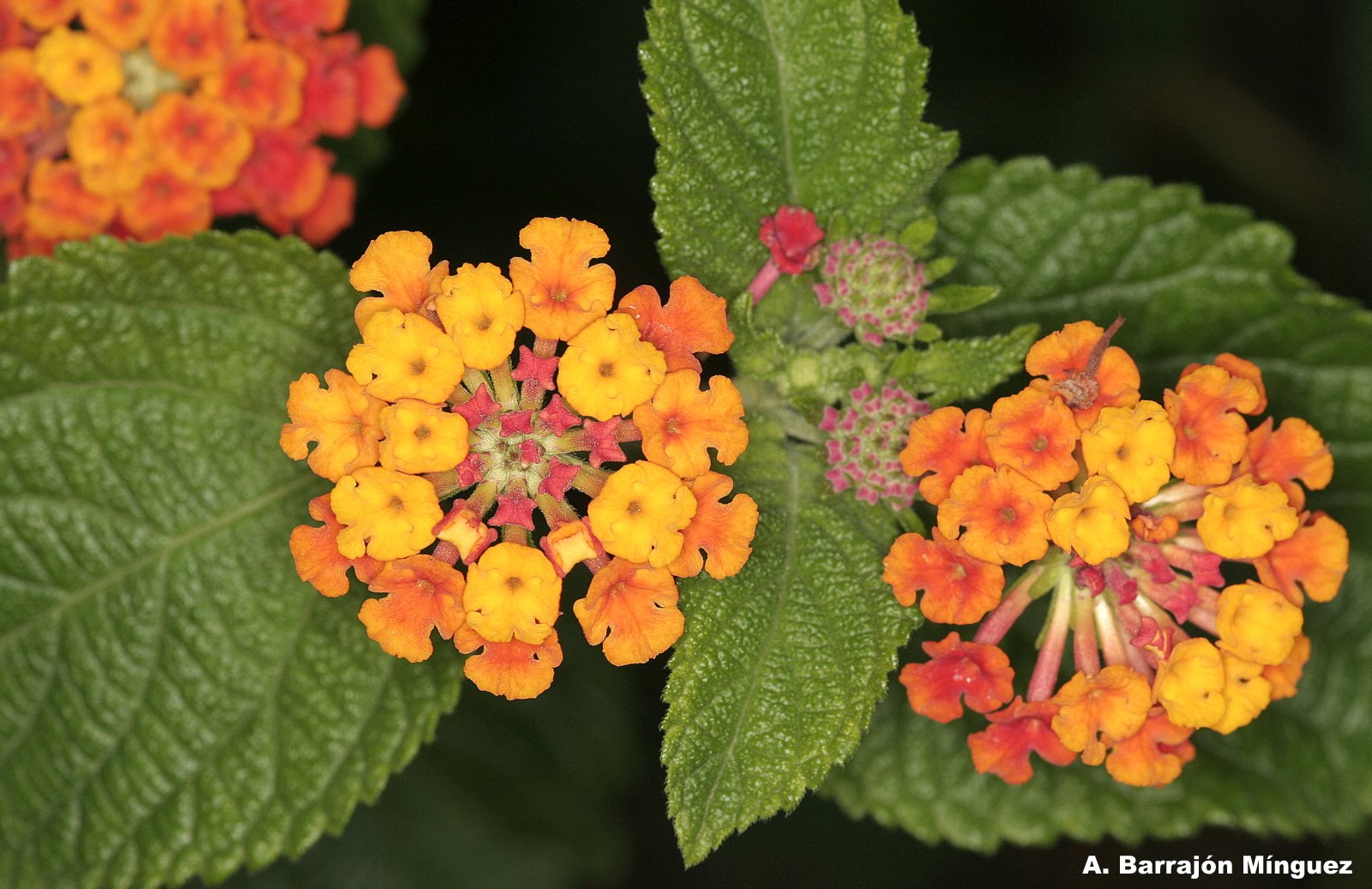 Naturaleza Viva: Lantana camara L. Fam: Verbenaceae