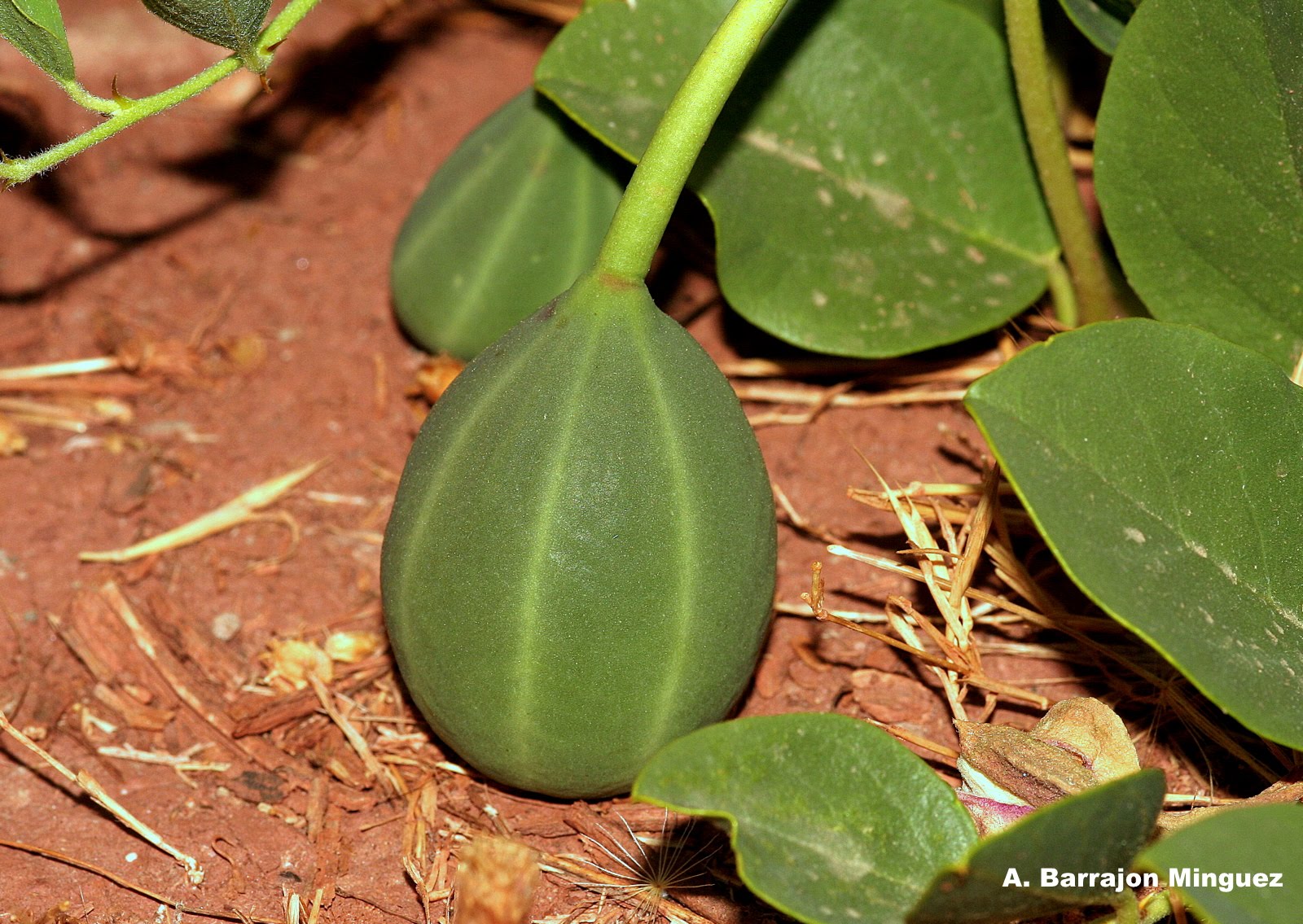 Naturaleza Viva: Capparis spinosa L. subsp. spinosa Fam: Capparaceae