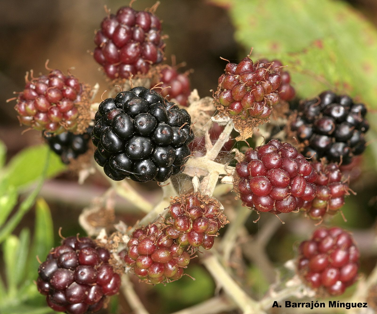 Naturaleza Viva: Rubus ulmifolius Schott Fam: Rosaceae