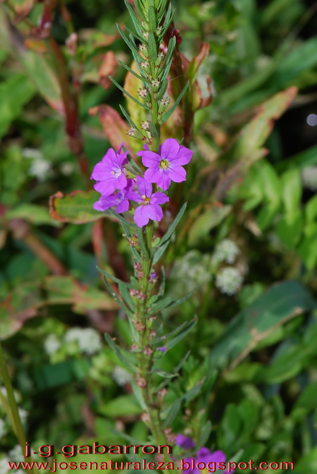 Naturaleza Viva: Lythrum junceum Banks & Sol. fam: Lythraceae