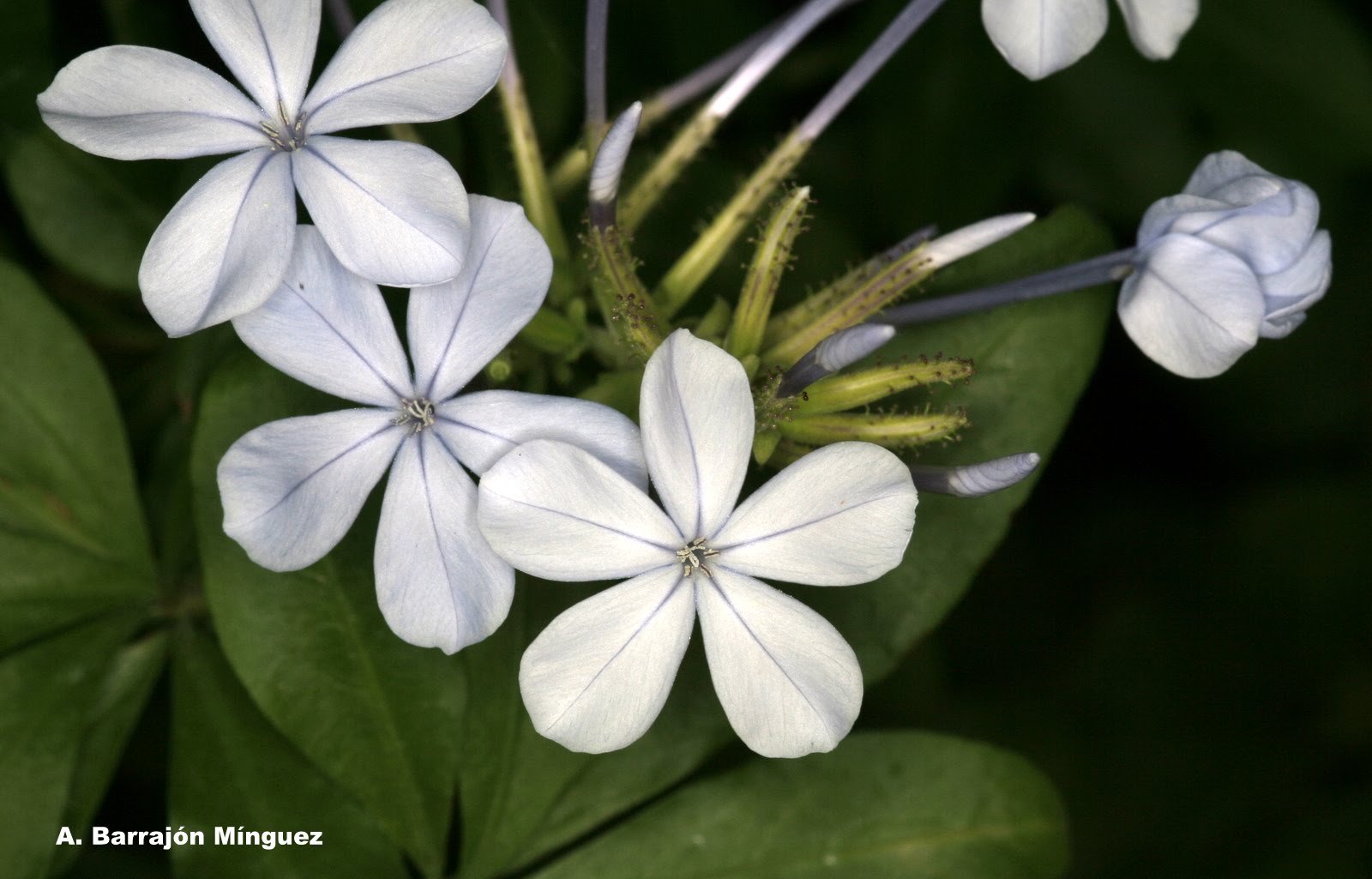 Naturaleza Viva: Plumbago auriculata Lam. Fam: Plumbaginaceae