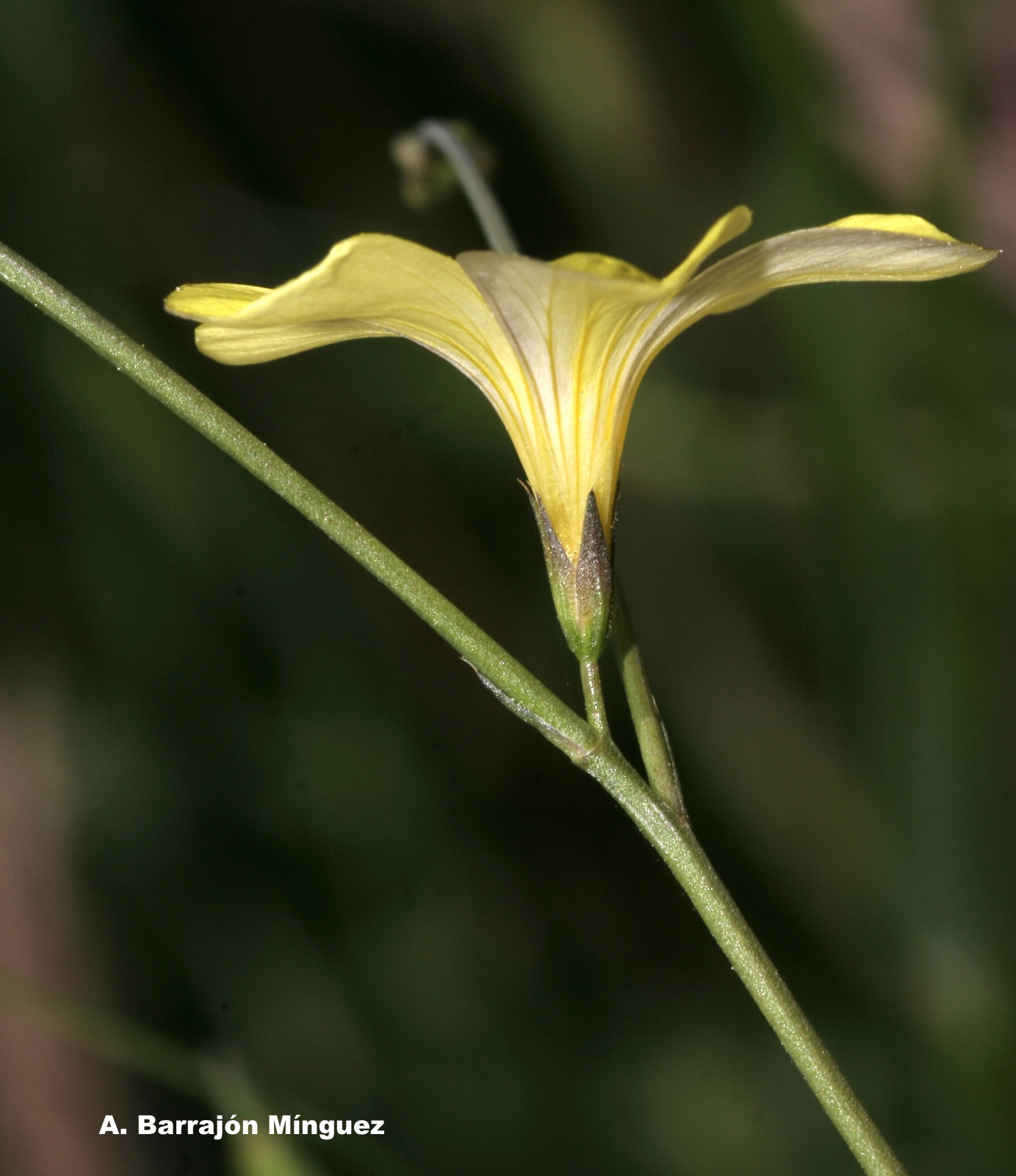 Naturaleza Viva: Linum tenue Desf. Fam: Linaceae